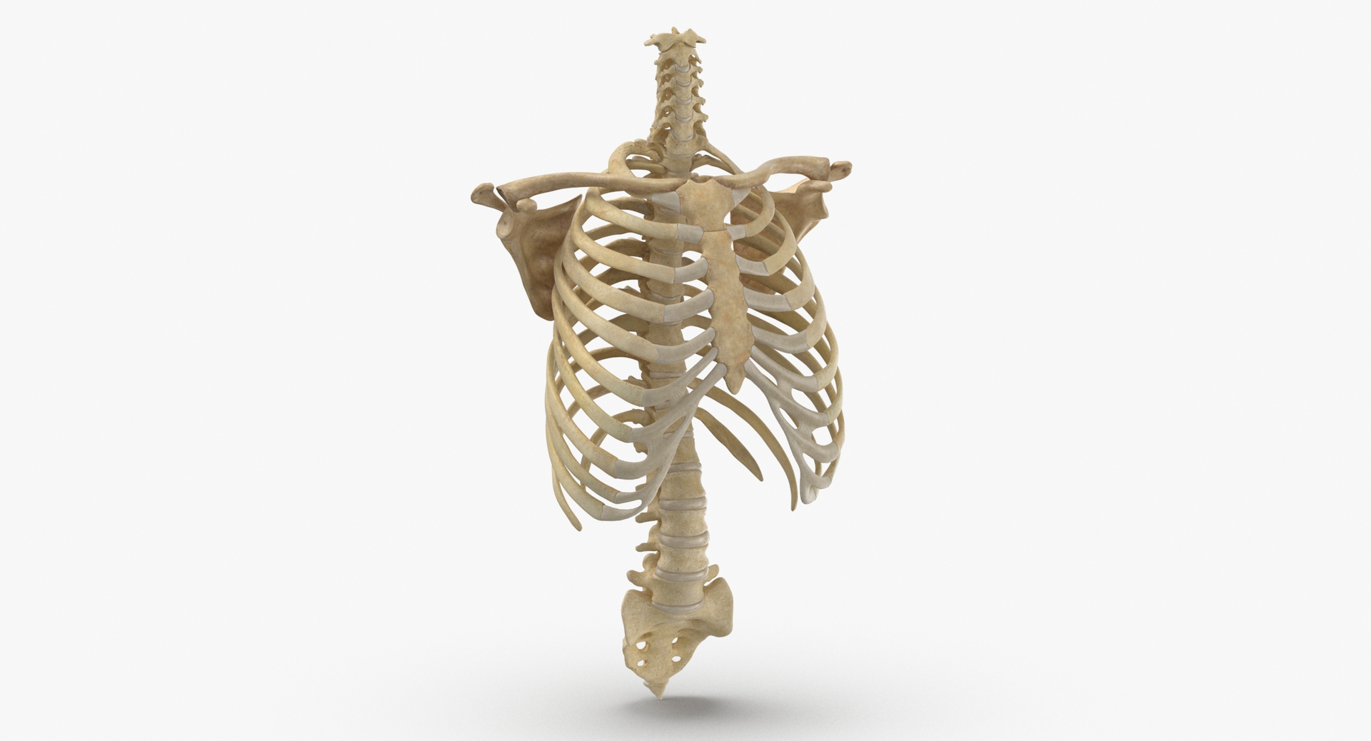 Human rib cage spine 3D model - TurboSquid 1657167