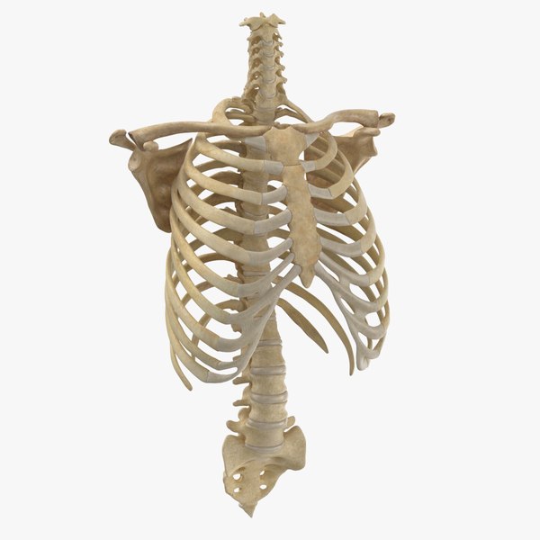 Human rib cage spine 3D model - TurboSquid 1657167