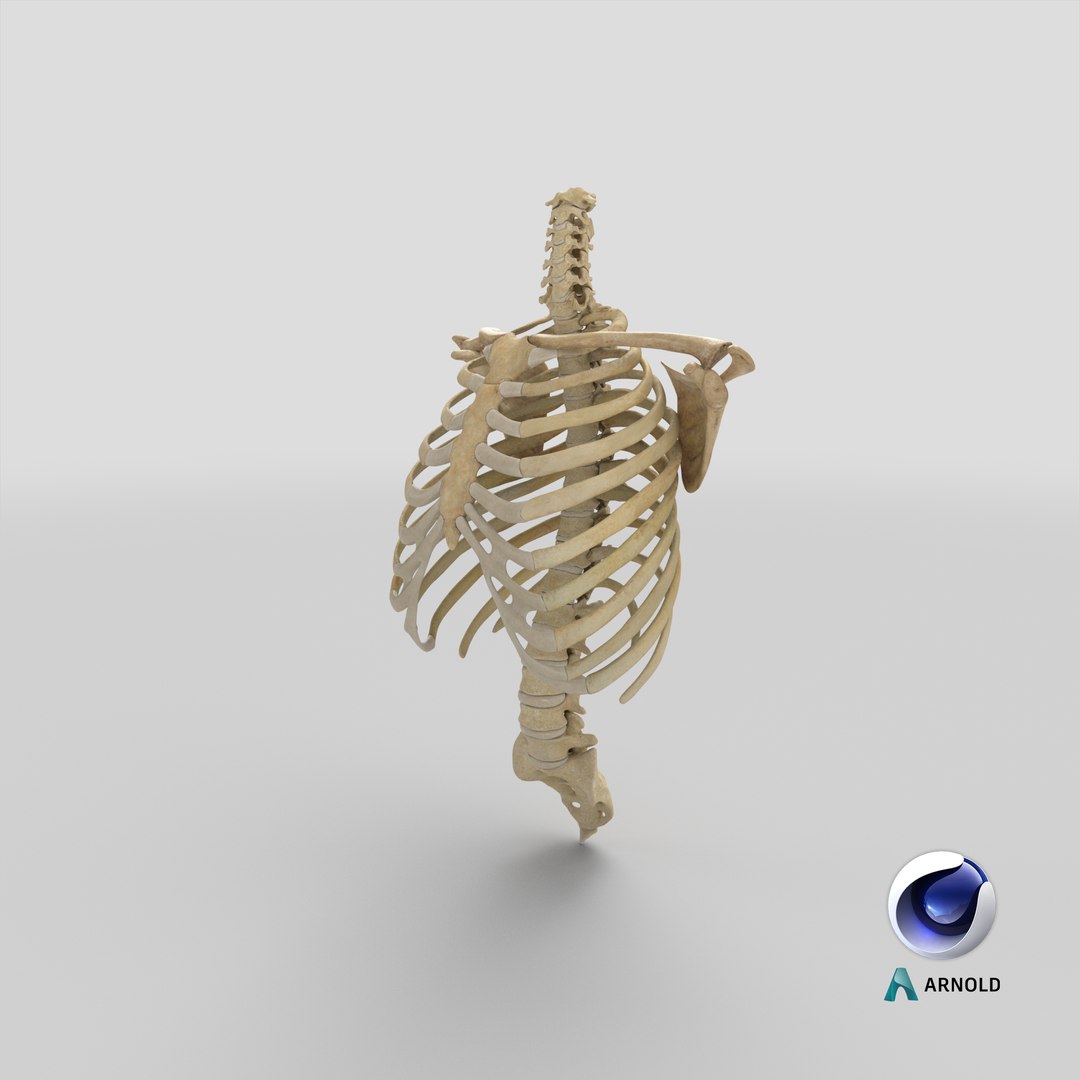 Human Rib Cage Spine 3D Model - TurboSquid 1657167