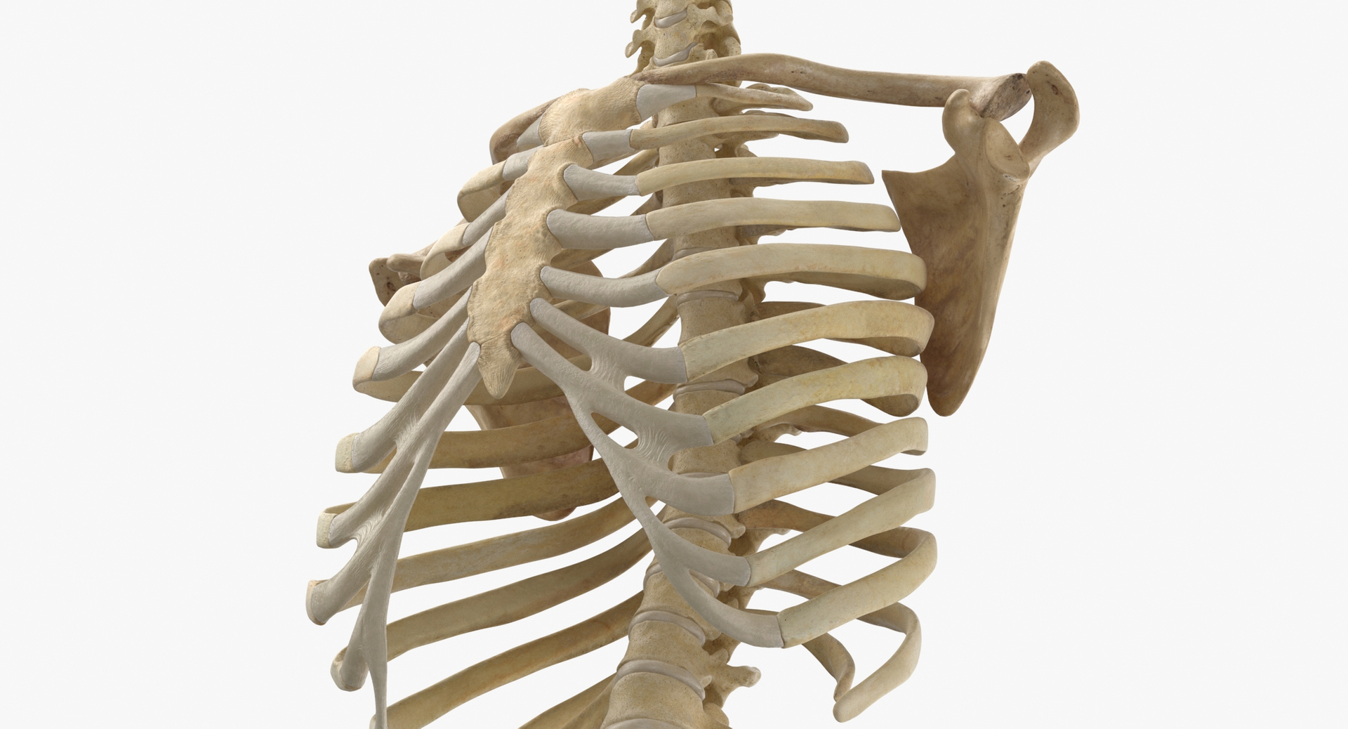 Human rib cage spine 3D model - TurboSquid 1657167