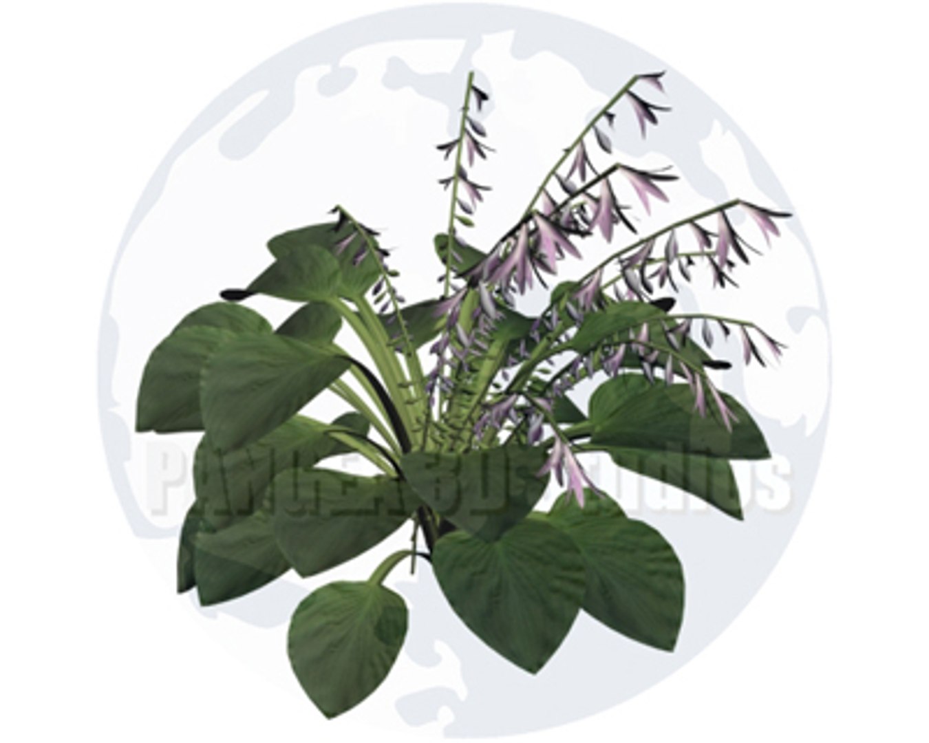 Resolution Hosta Plant 3d Model