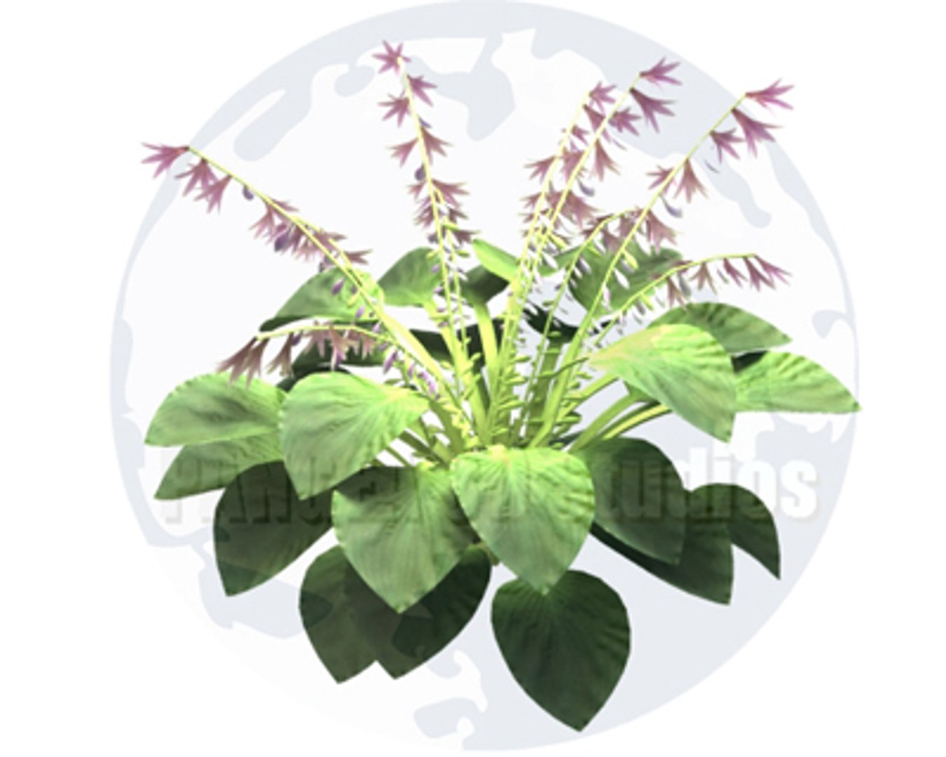 Resolution Hosta Plant 3d Model