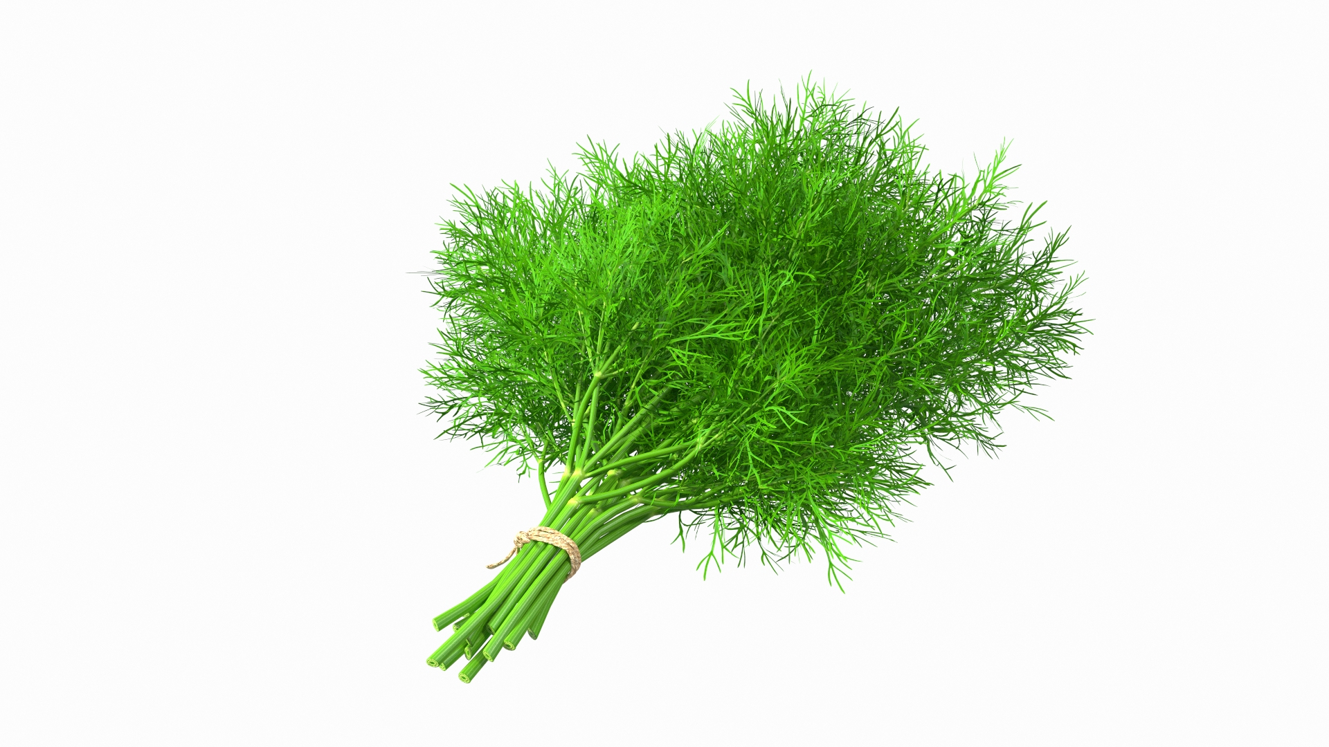 Dill Bunch With Rope 3D Model - TurboSquid 1894136