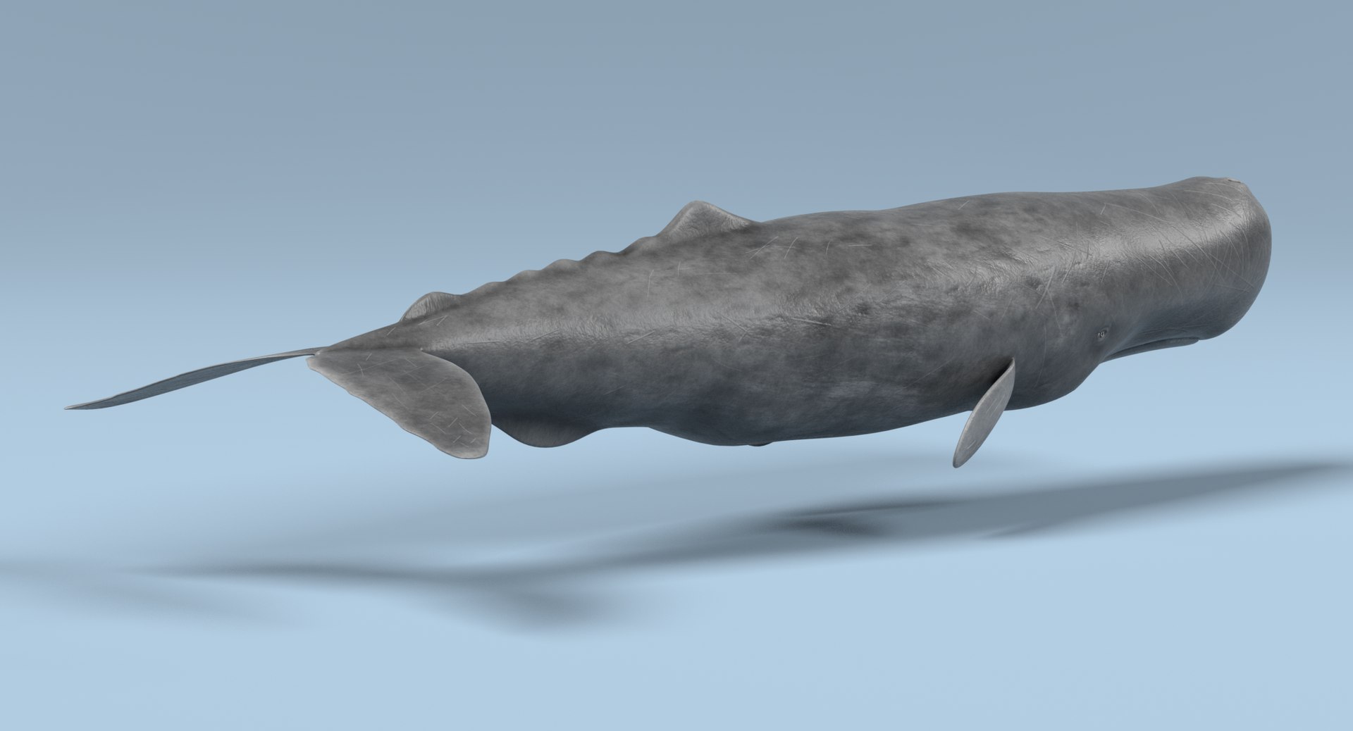 Sperm Whale 3D Model - TurboSquid 1191267
