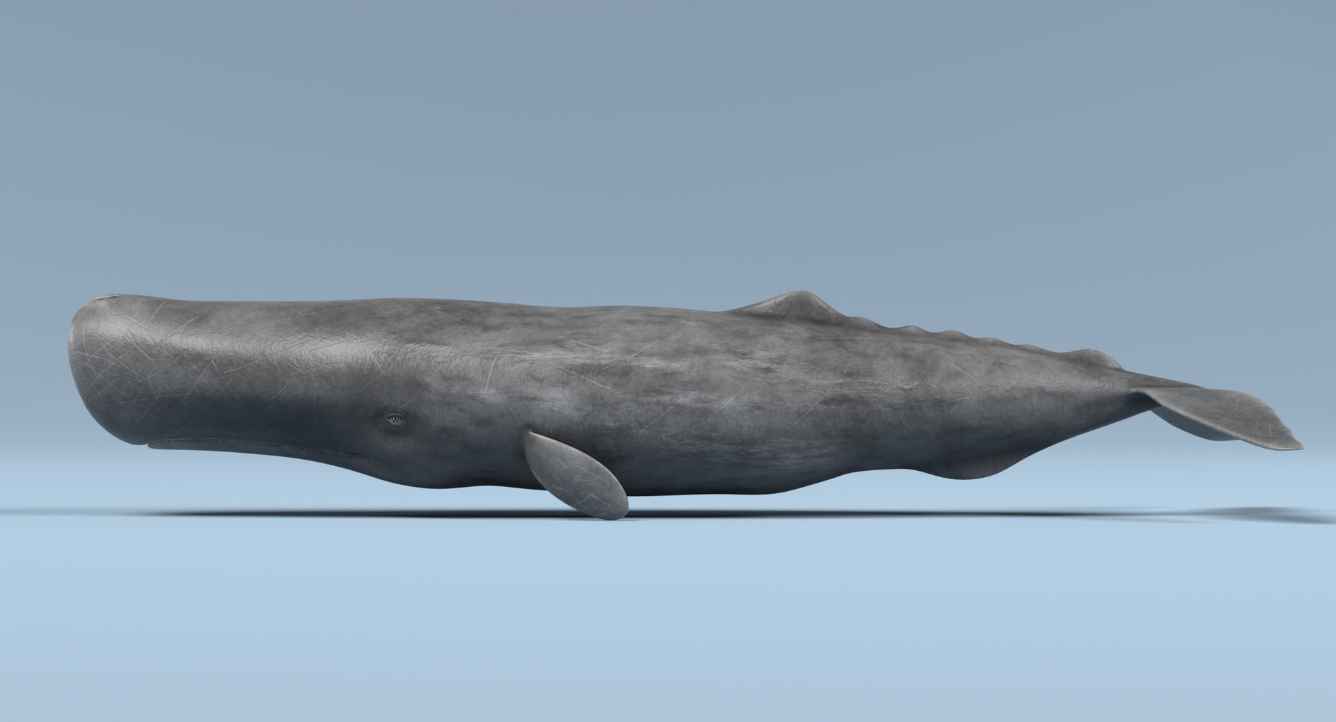 Sperm Whale 3D Model - TurboSquid 1191267