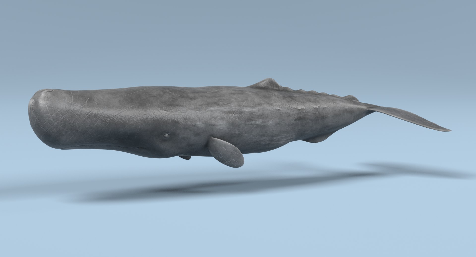 Sperm Whale 3D Model - TurboSquid 1191267
