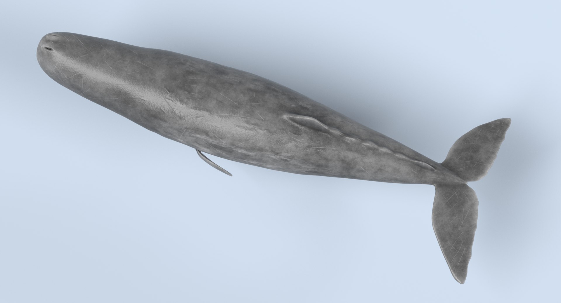 Sperm Whale 3D Model - TurboSquid 1191267