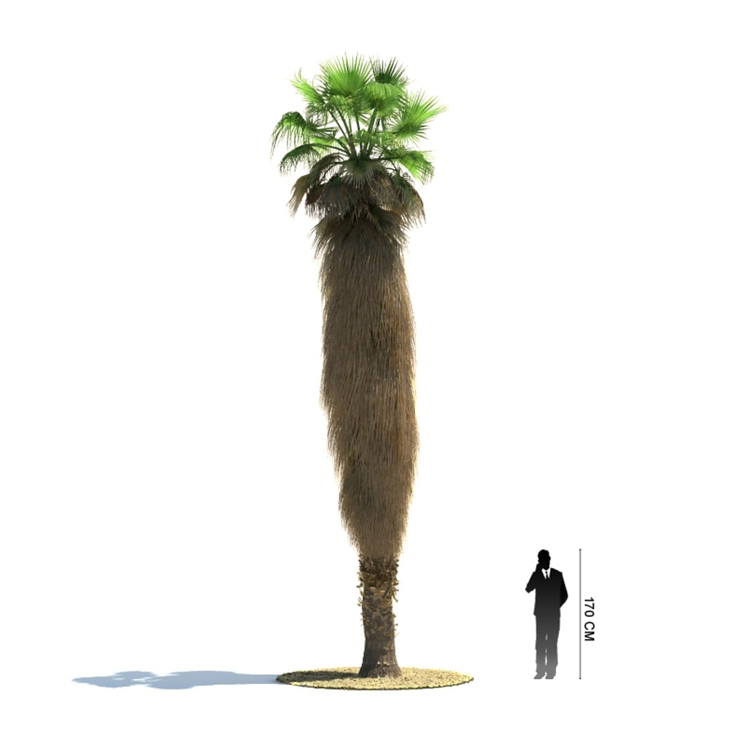 3ds Exotic Tree Washingtonia Filifera