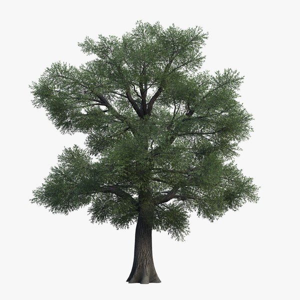 Willow Tree 3D Models for Download | TurboSquid