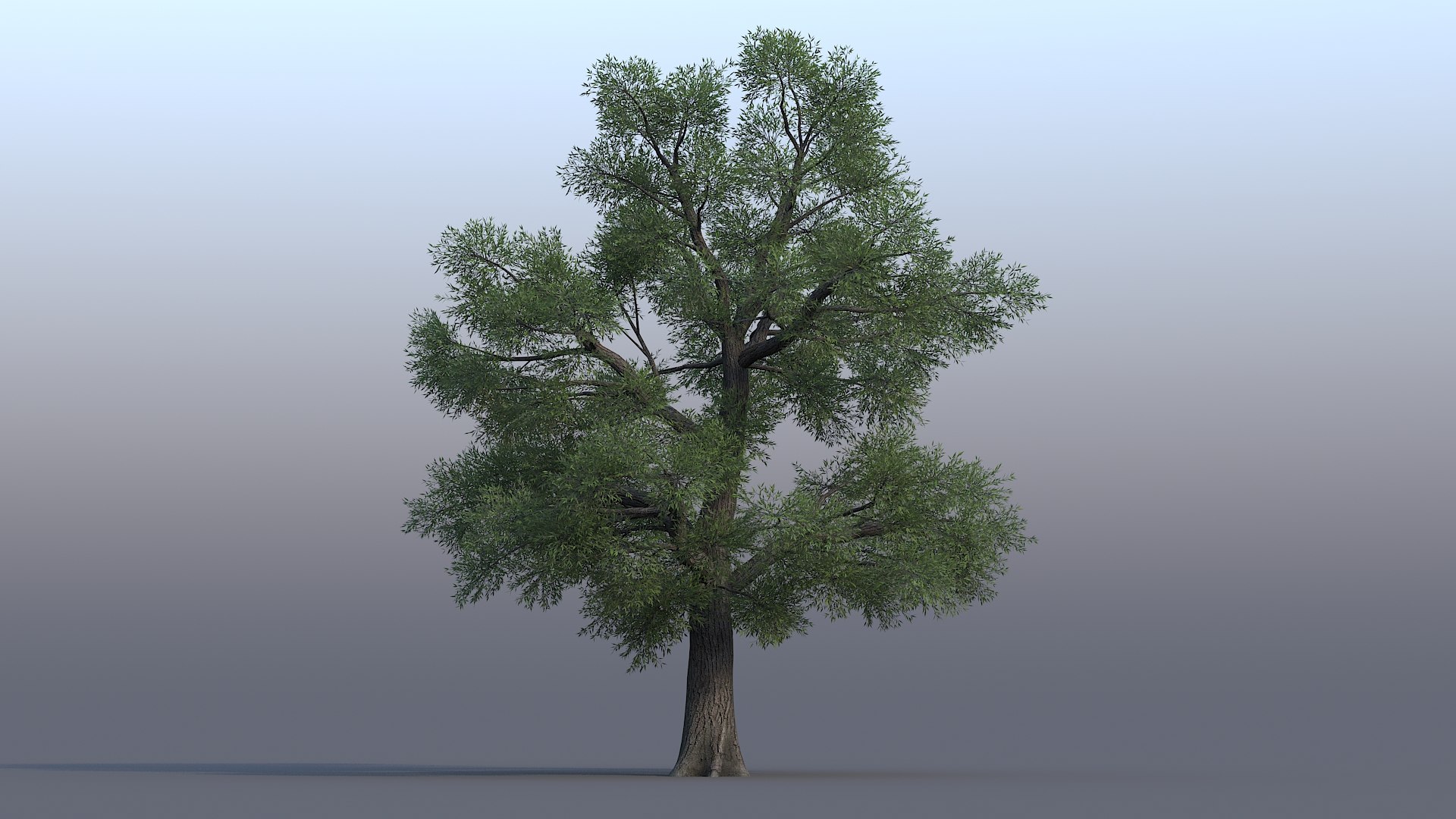 3D Willow Tree 01 Model - TurboSquid 1948219