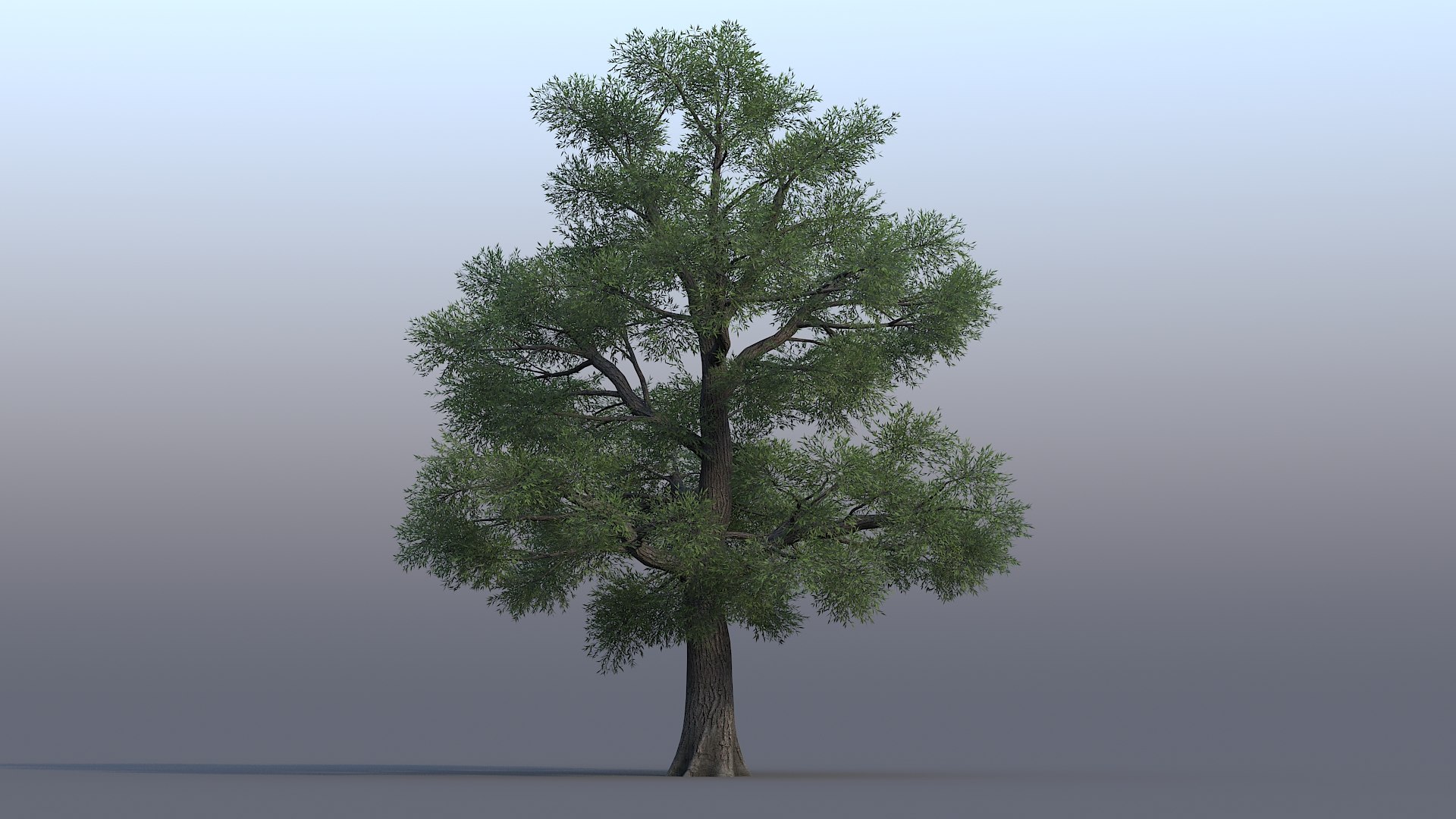 3D Willow Tree 01 Model - TurboSquid 1948219