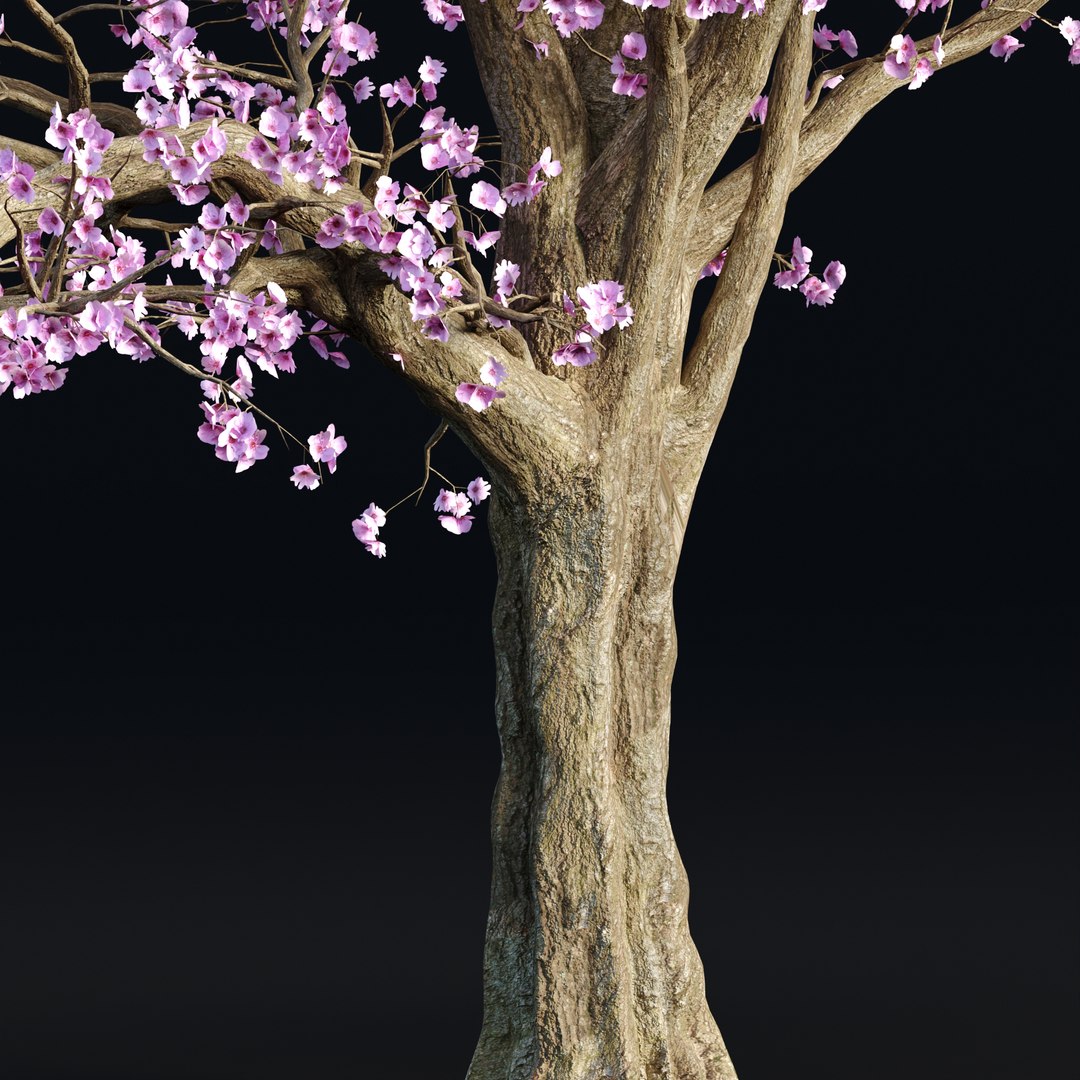 3D East Asian Cherry vol 239 model - TurboSquid 2155951