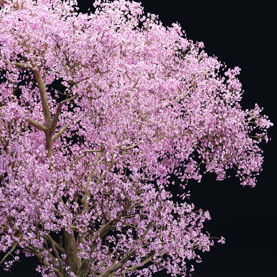 3D East Asian Cherry vol 239 model - TurboSquid 2155951