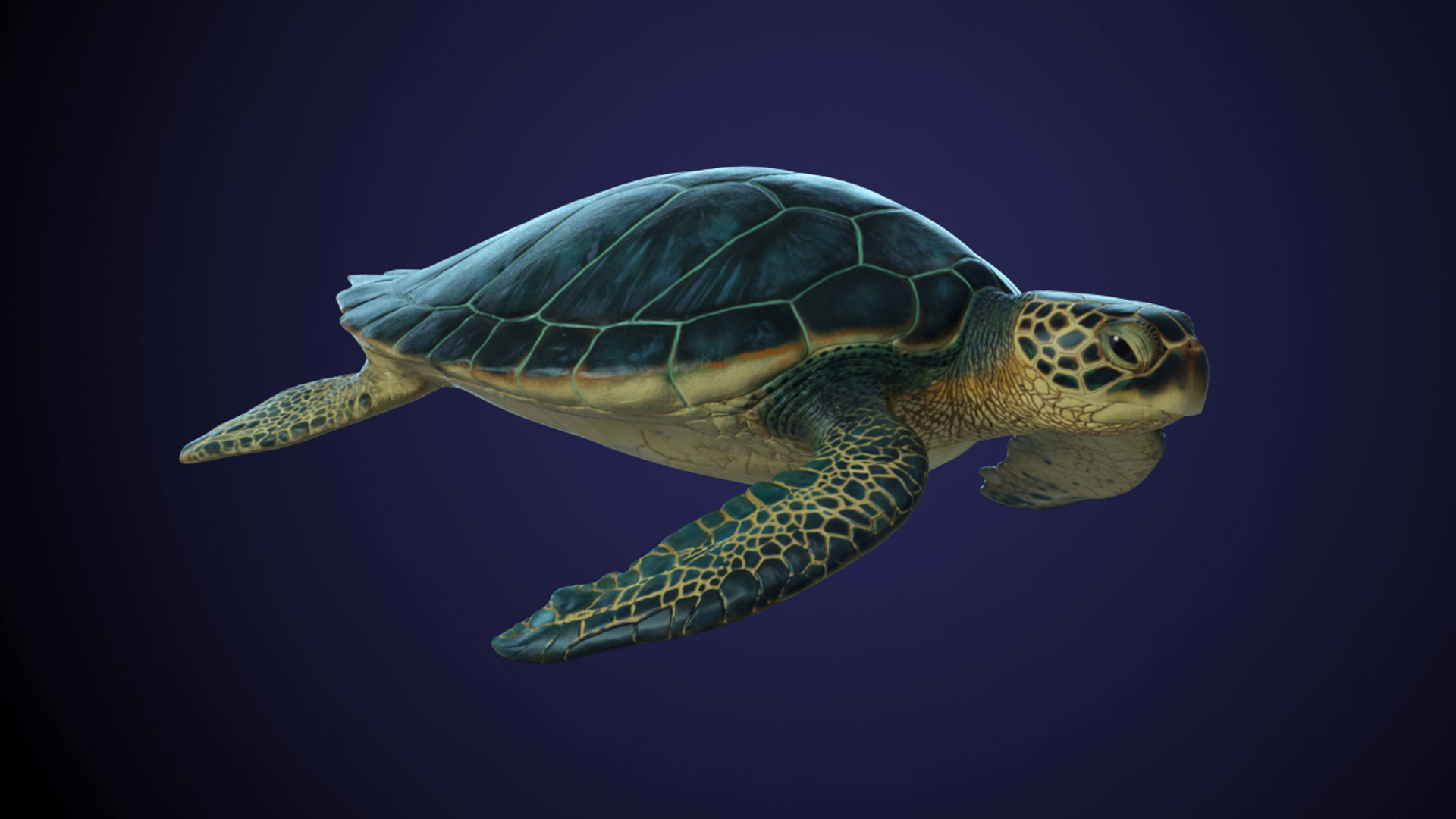 3D Model Photorealistic Green Sea Turtle - TurboSquid 1222841