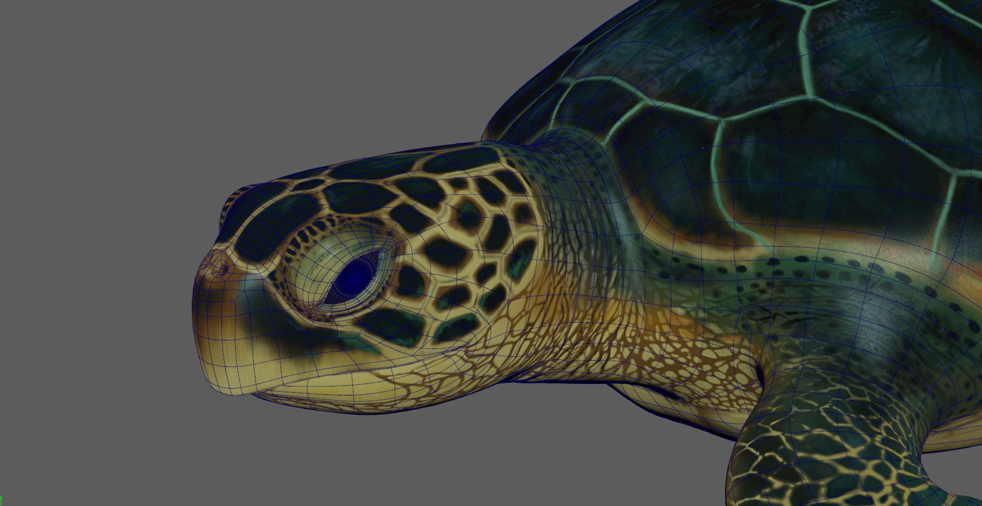 3D model photorealistic green sea turtle - TurboSquid 1222841