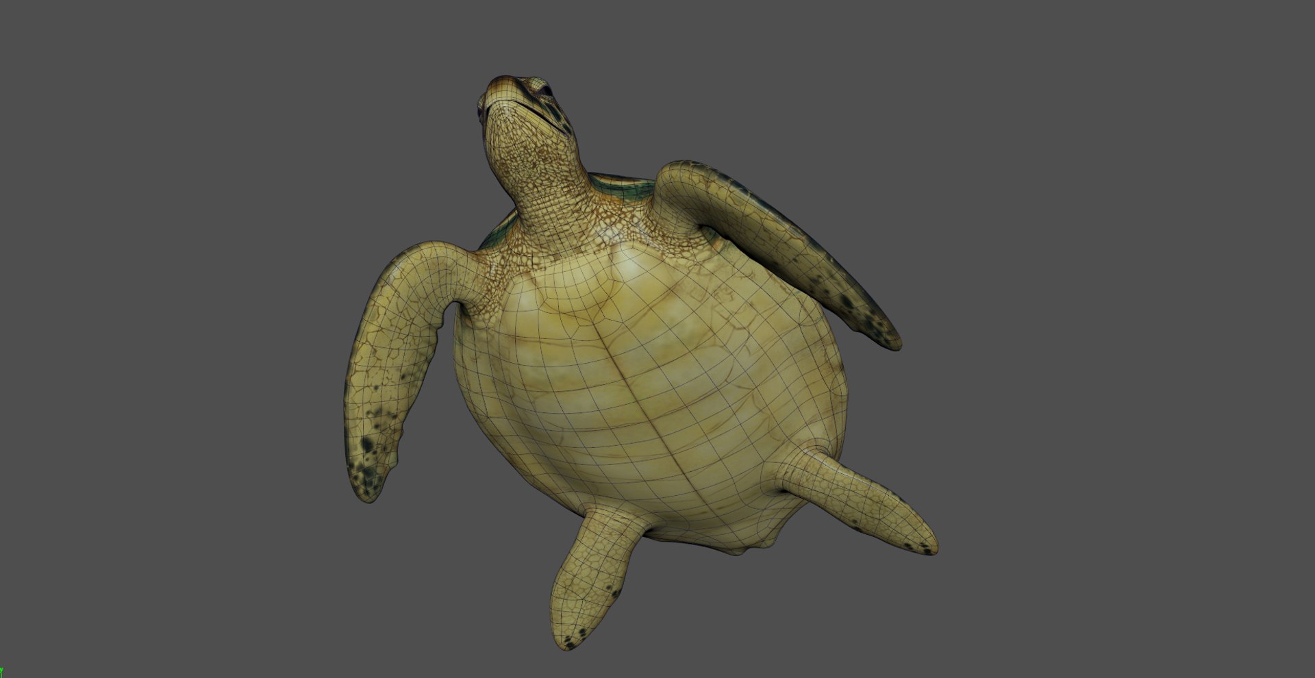3D model photorealistic green sea turtle - TurboSquid 1222841