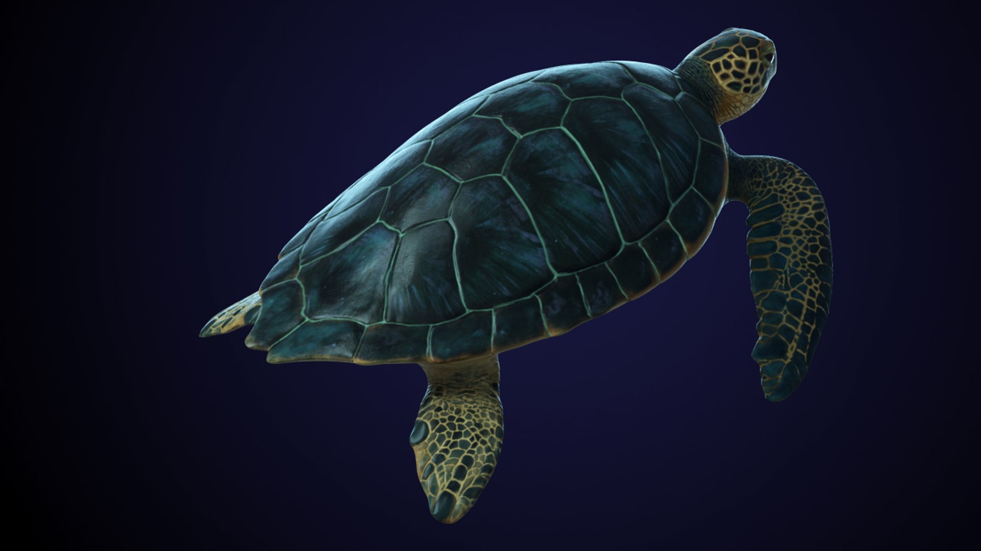 3D Model Photorealistic Green Sea Turtle - TurboSquid 1222841
