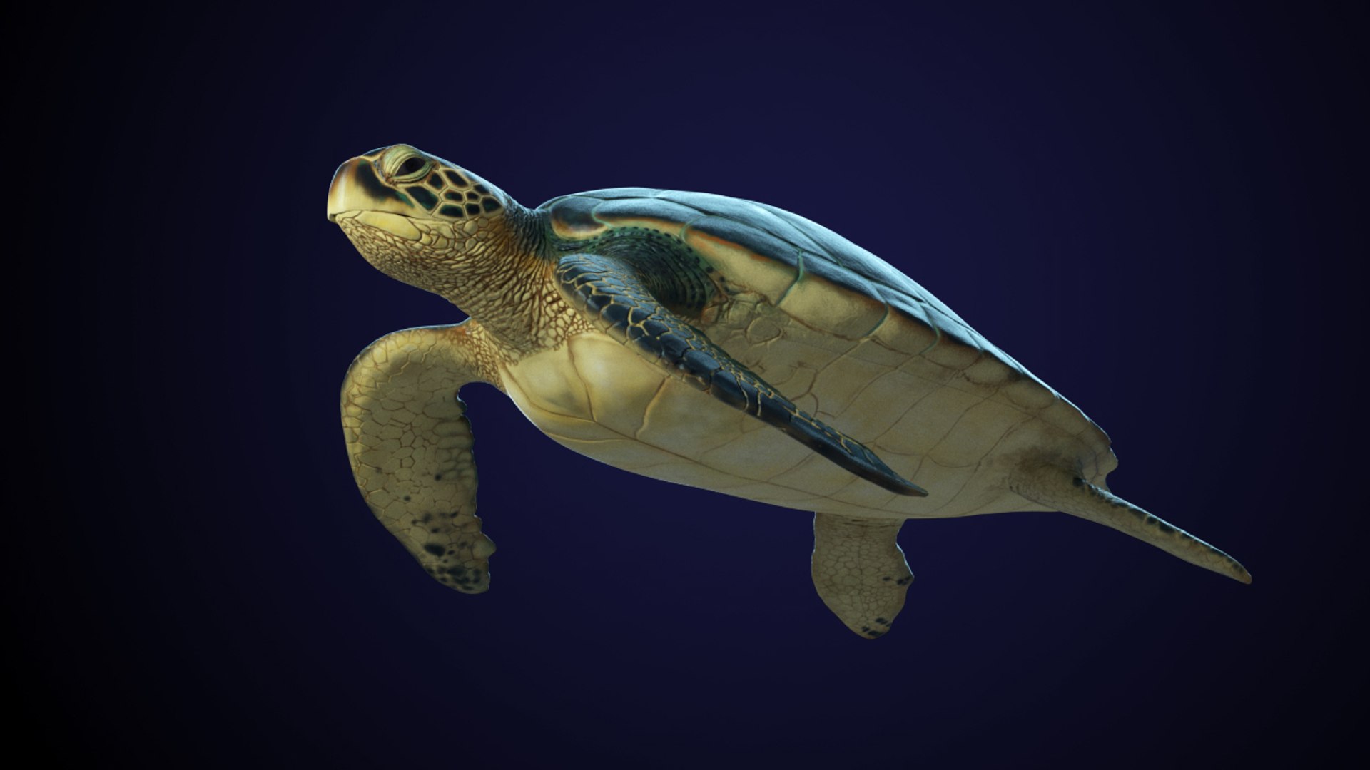 3D Model Photorealistic Green Sea Turtle - TurboSquid 1222841