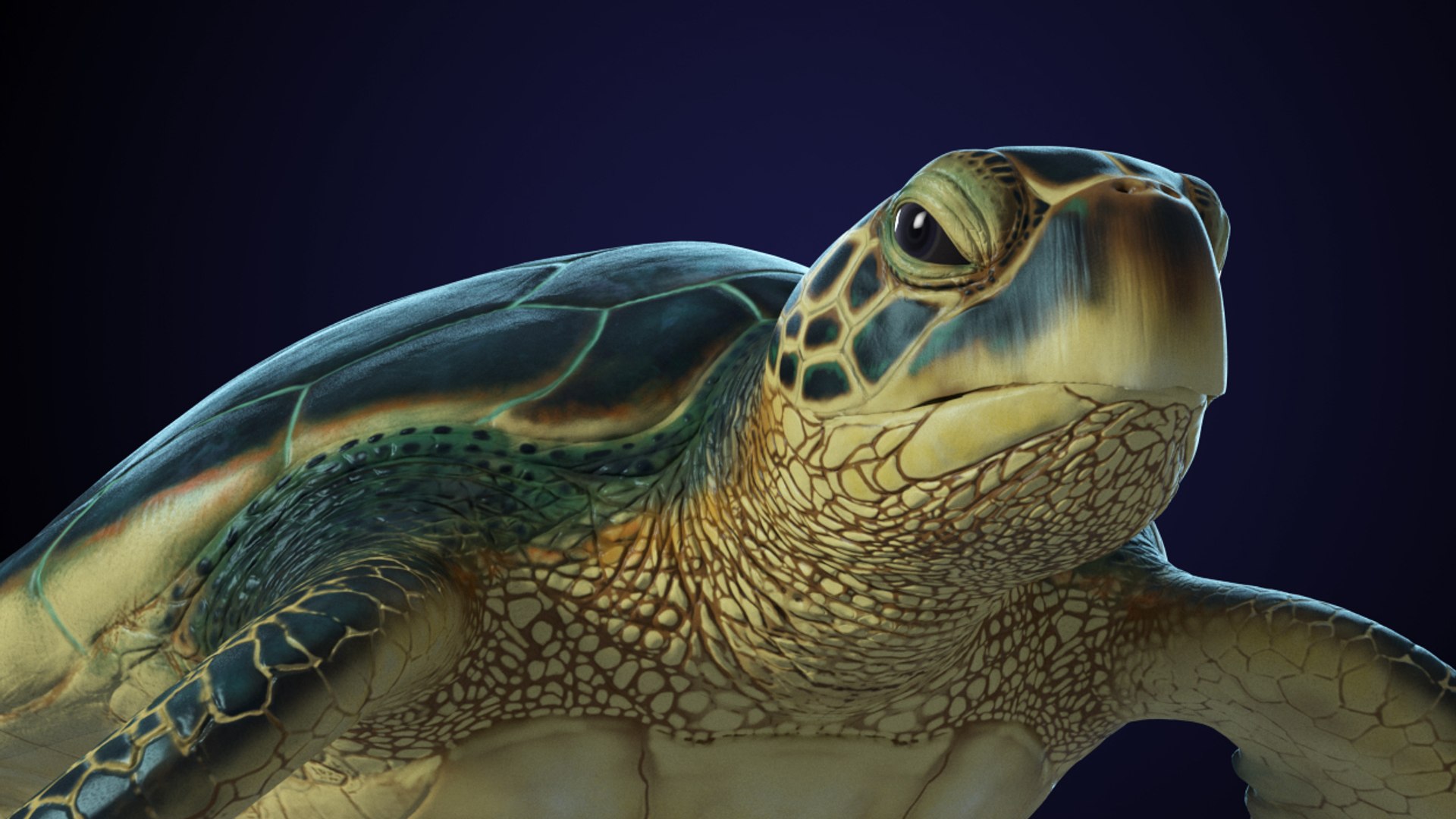 3D Model Photorealistic Green Sea Turtle - TurboSquid 1222841