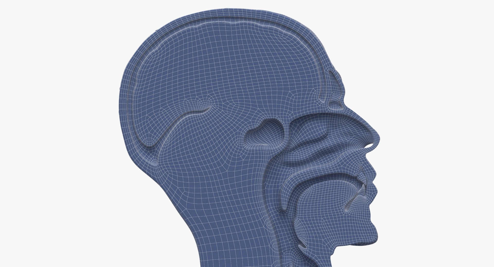 Anatomy Head 3D model - TurboSquid 1885254