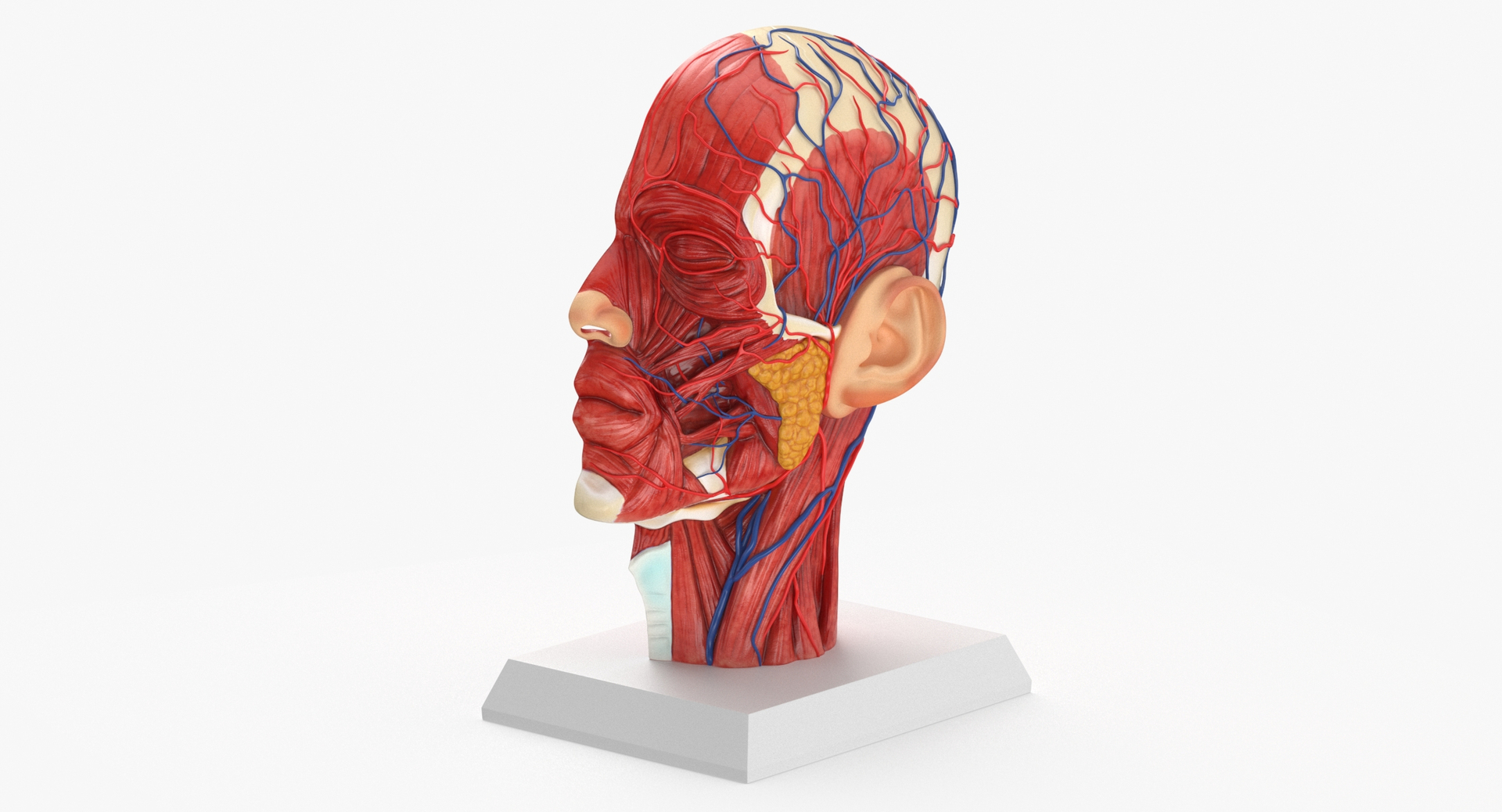 Anatomy Head 3D Model - TurboSquid 1885254