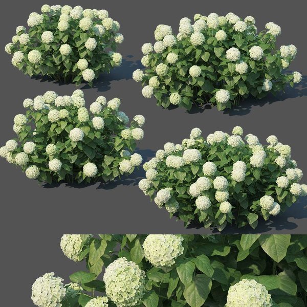 hydrangea arborescens annabelle 3d model
