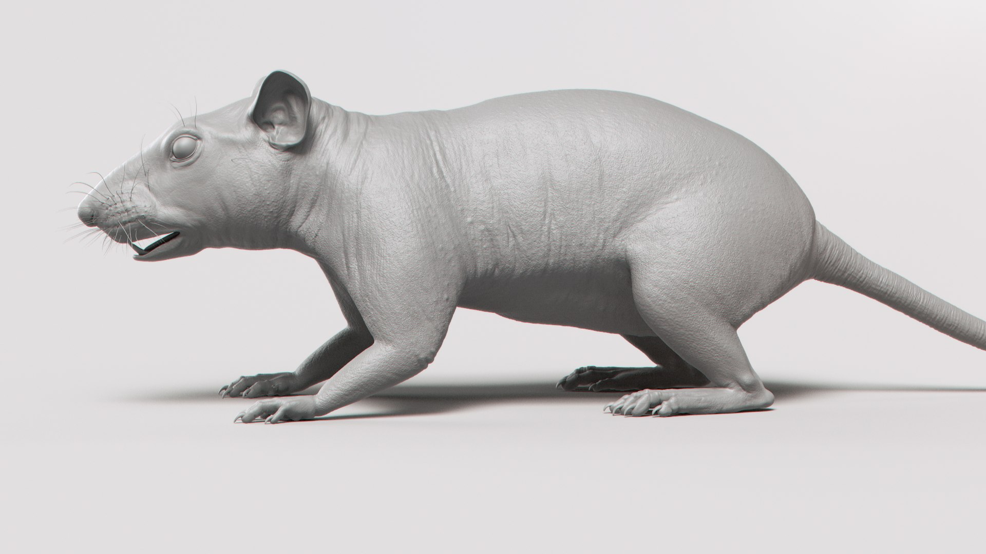 Rat skin model - TurboSquid 1670890