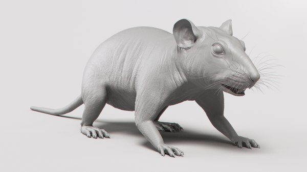 Rat skin model - TurboSquid 1670890