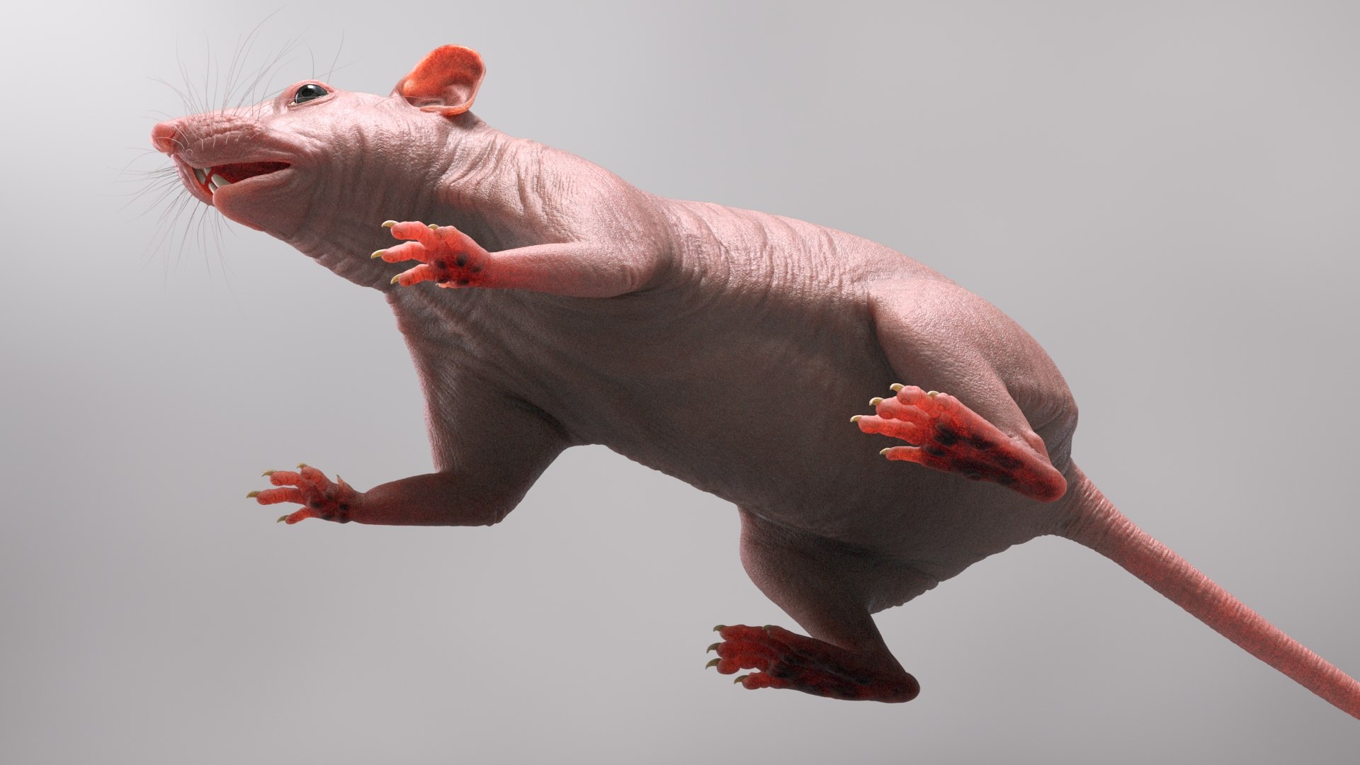 Rat Skin Model - TurboSquid 1670890