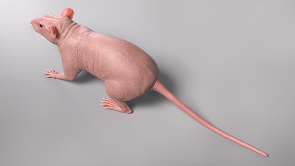 Rat skin model - TurboSquid 1670890