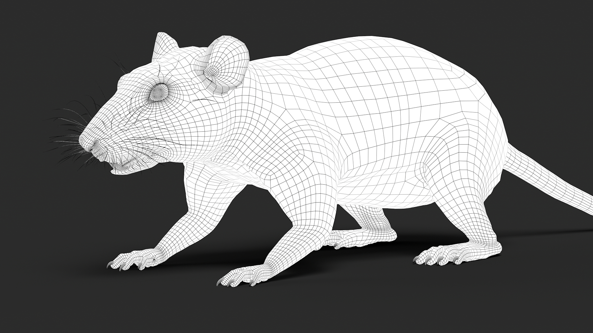 Rat skin model - TurboSquid 1670890