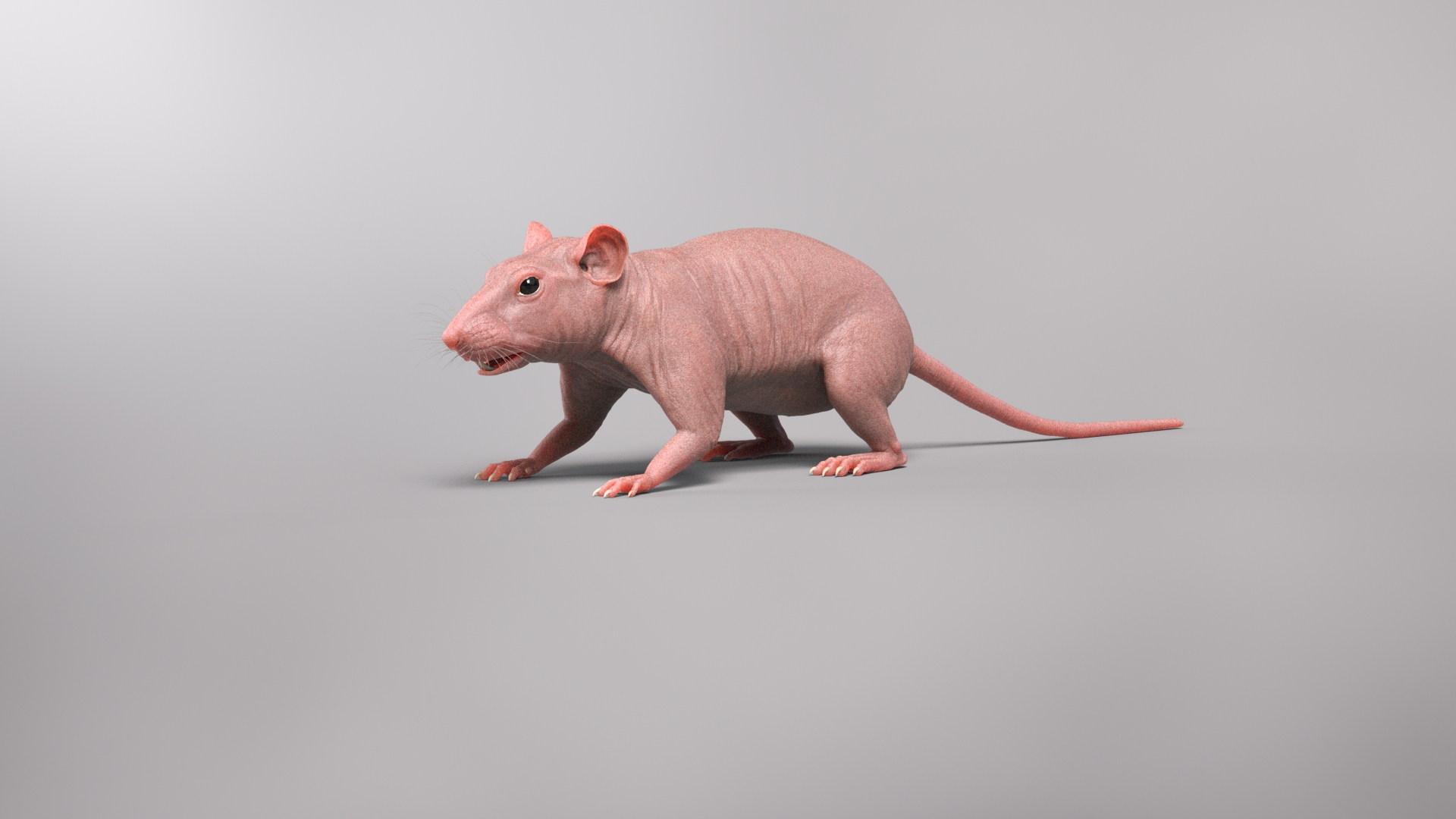 Rat Skin Model - TurboSquid 1670890