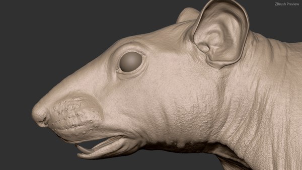 Rat skin model - TurboSquid 1670890