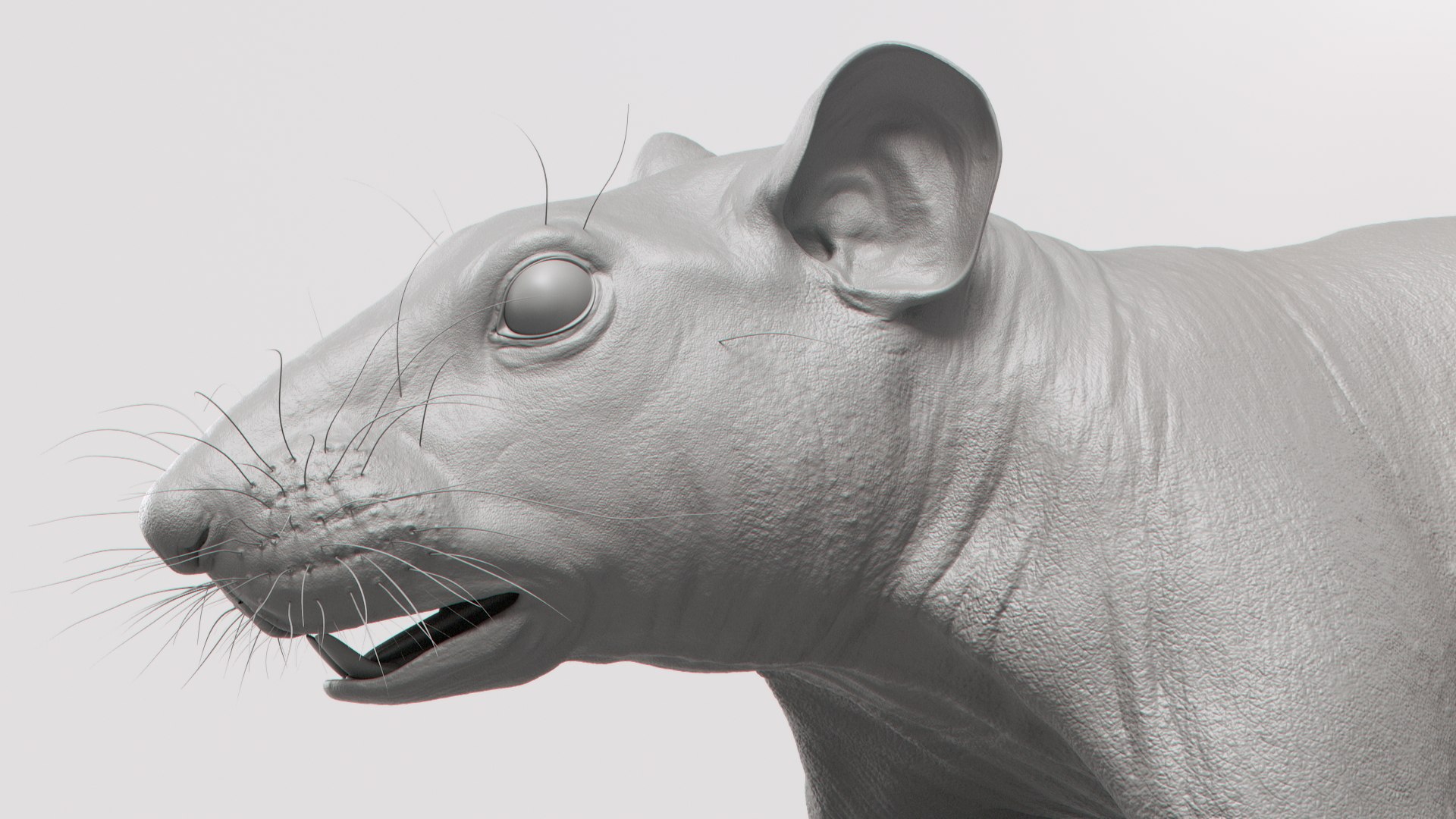 Rat skin model - TurboSquid 1670890