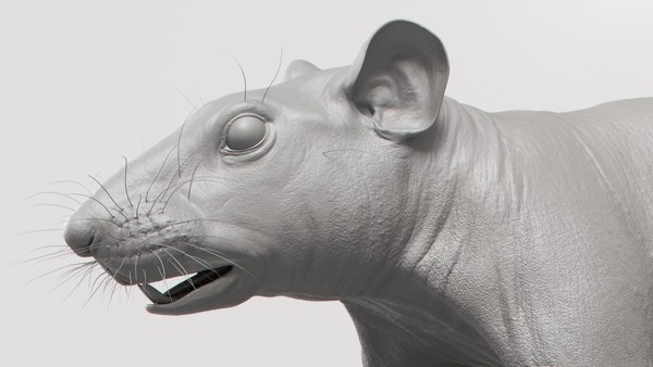 Rat skin model - TurboSquid 1670890