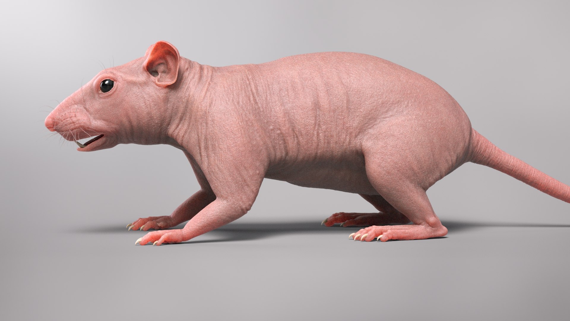 Rat skin model - TurboSquid 1670890