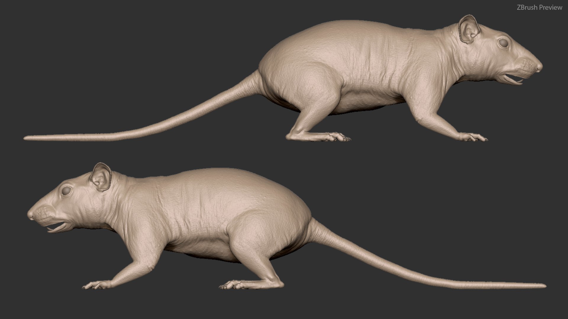 Rat skin model - TurboSquid 1670890