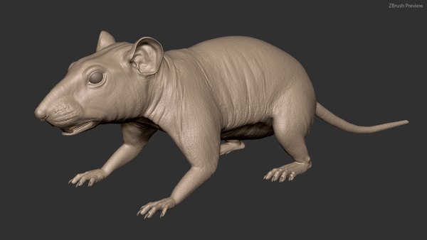 Rat skin model - TurboSquid 1670890