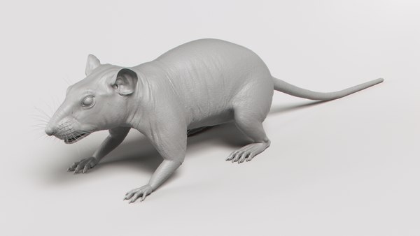 Rat skin model - TurboSquid 1670890
