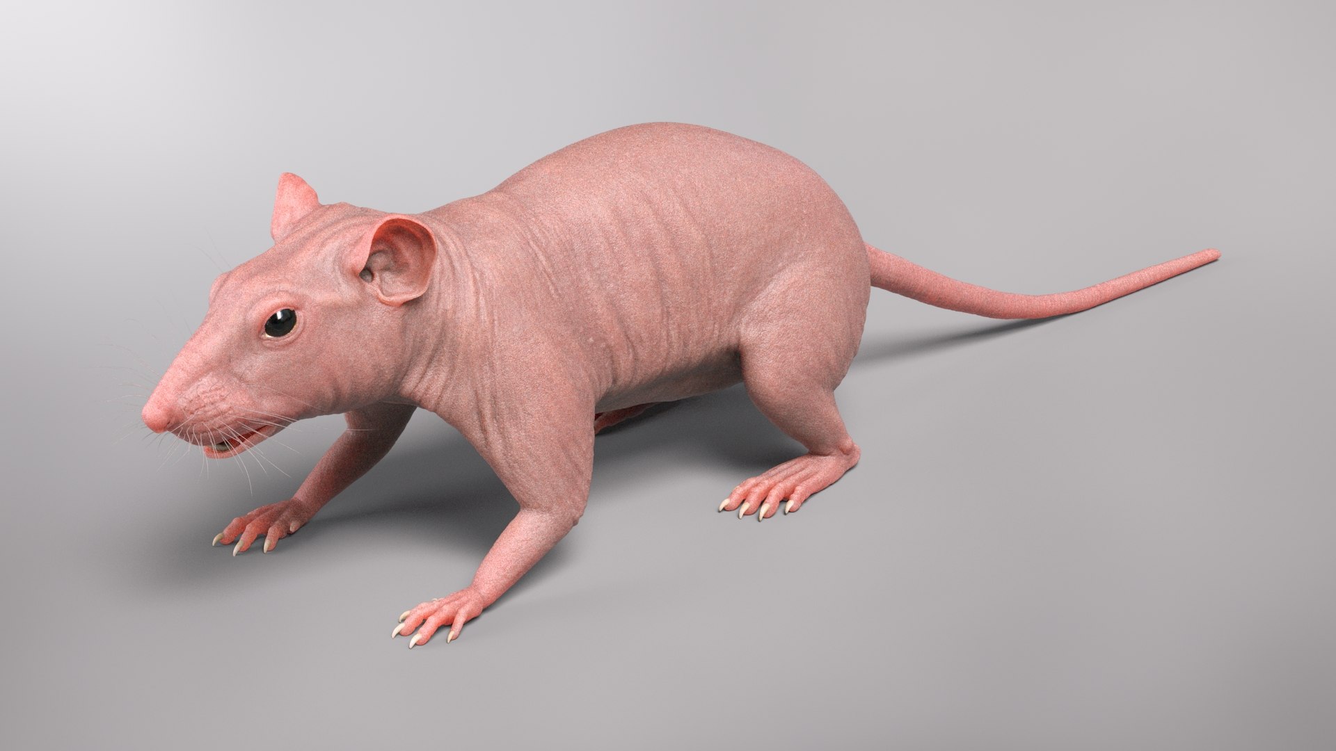 Rat Skin Model - TurboSquid 1670890