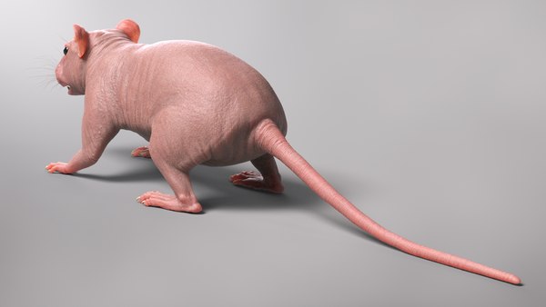 Rat skin model - TurboSquid 1670890