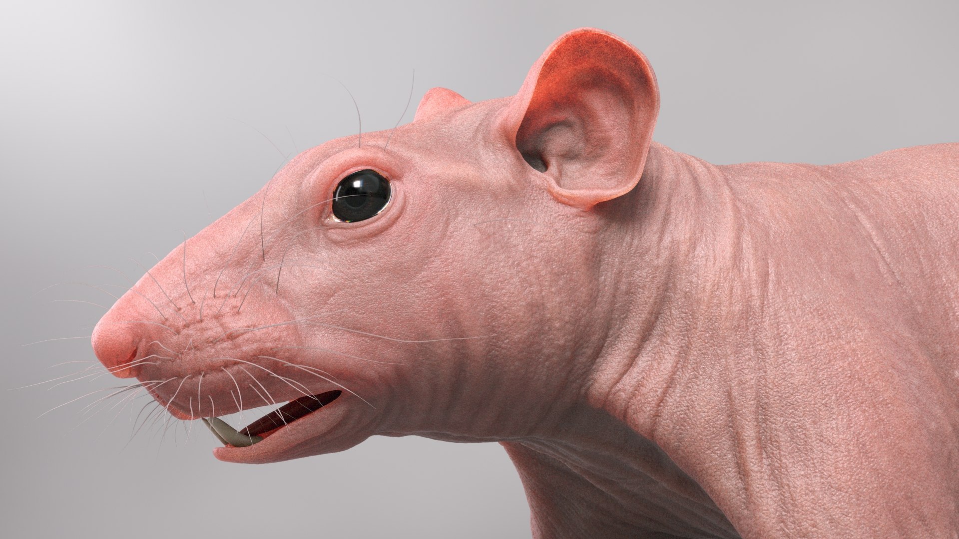 Rat skin model - TurboSquid 1670890