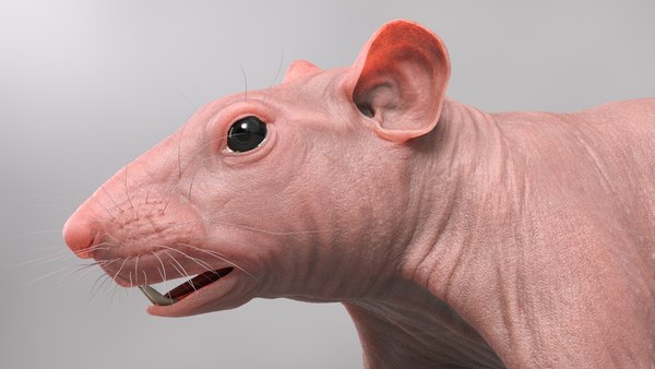 Rat skin model - TurboSquid 1670890