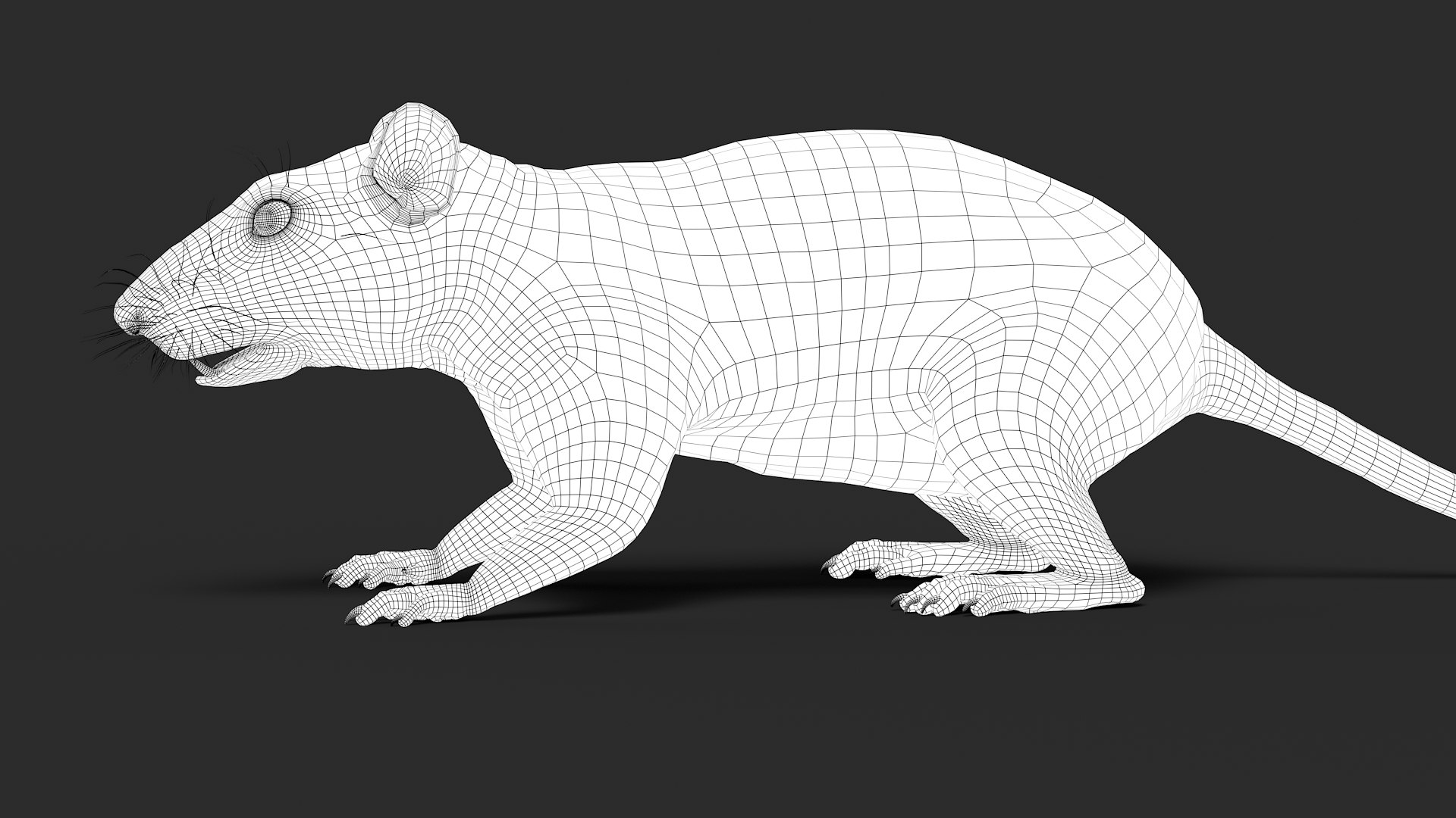 Rat skin model - TurboSquid 1670890
