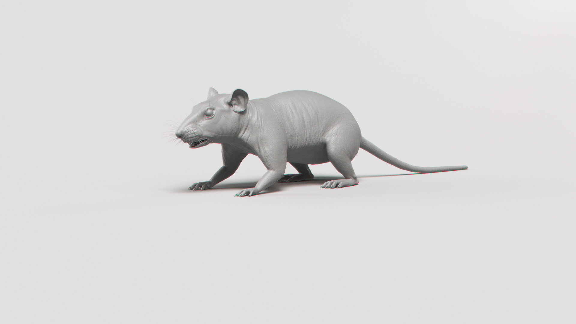 Rat skin model - TurboSquid 1670890