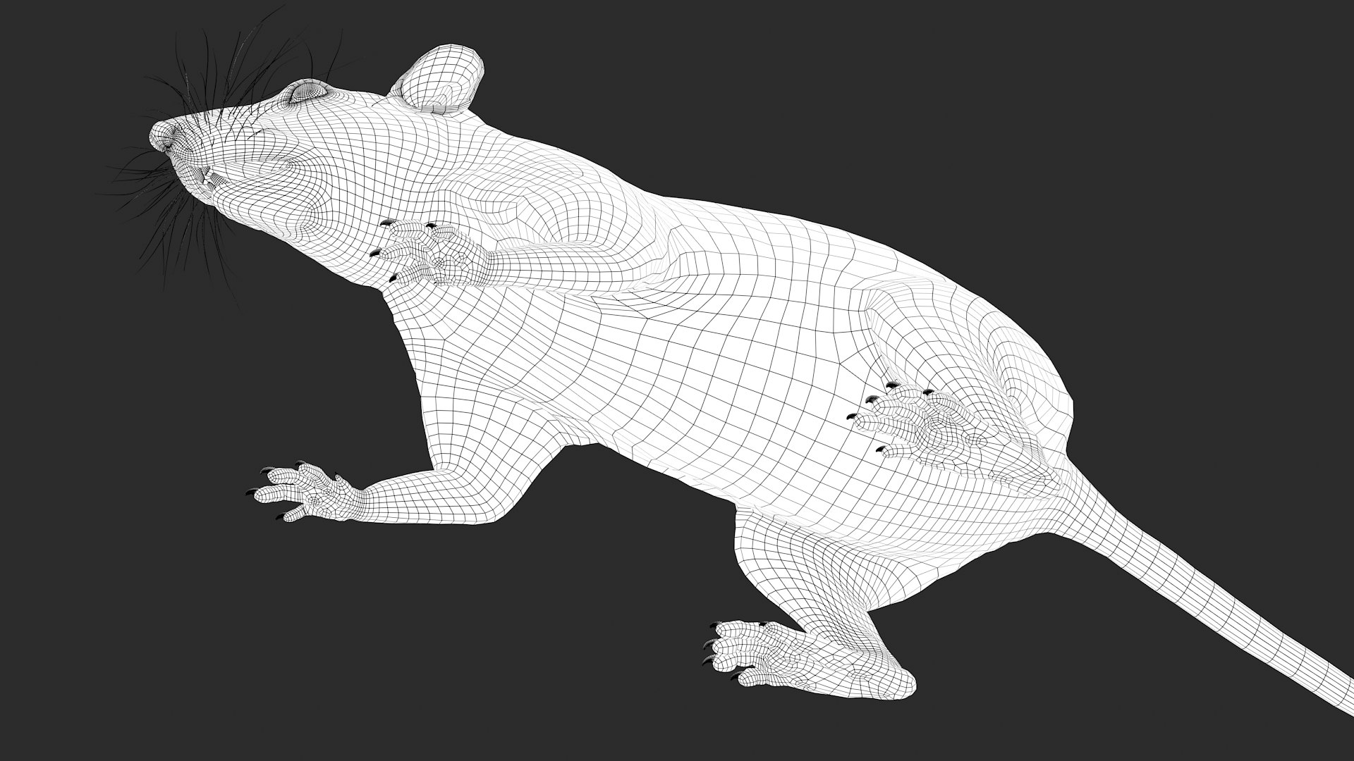 Rat skin model - TurboSquid 1670890