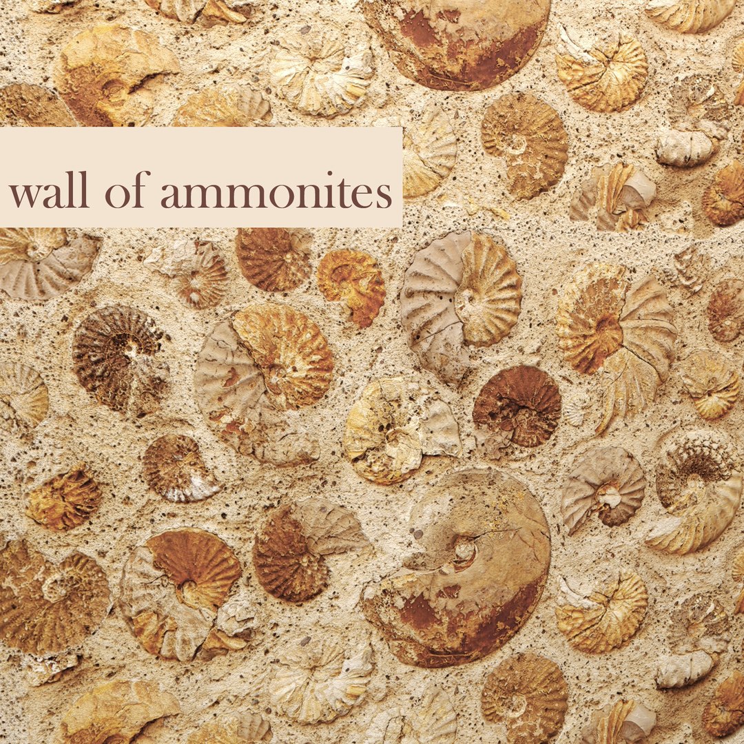 max wall ammonites
