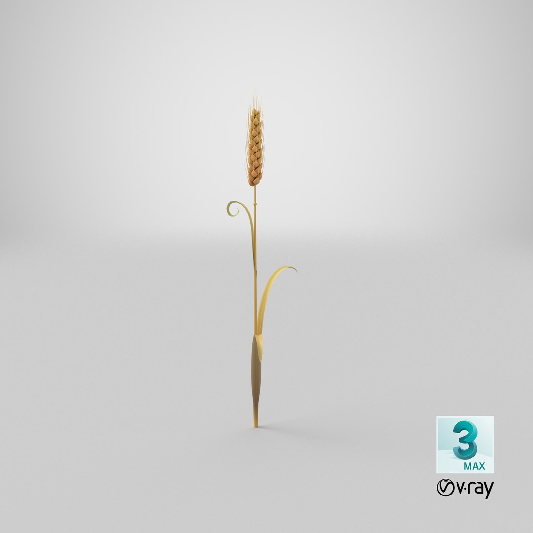 Cartoon Wheat Spikelet 02 Model - TurboSquid 2050579