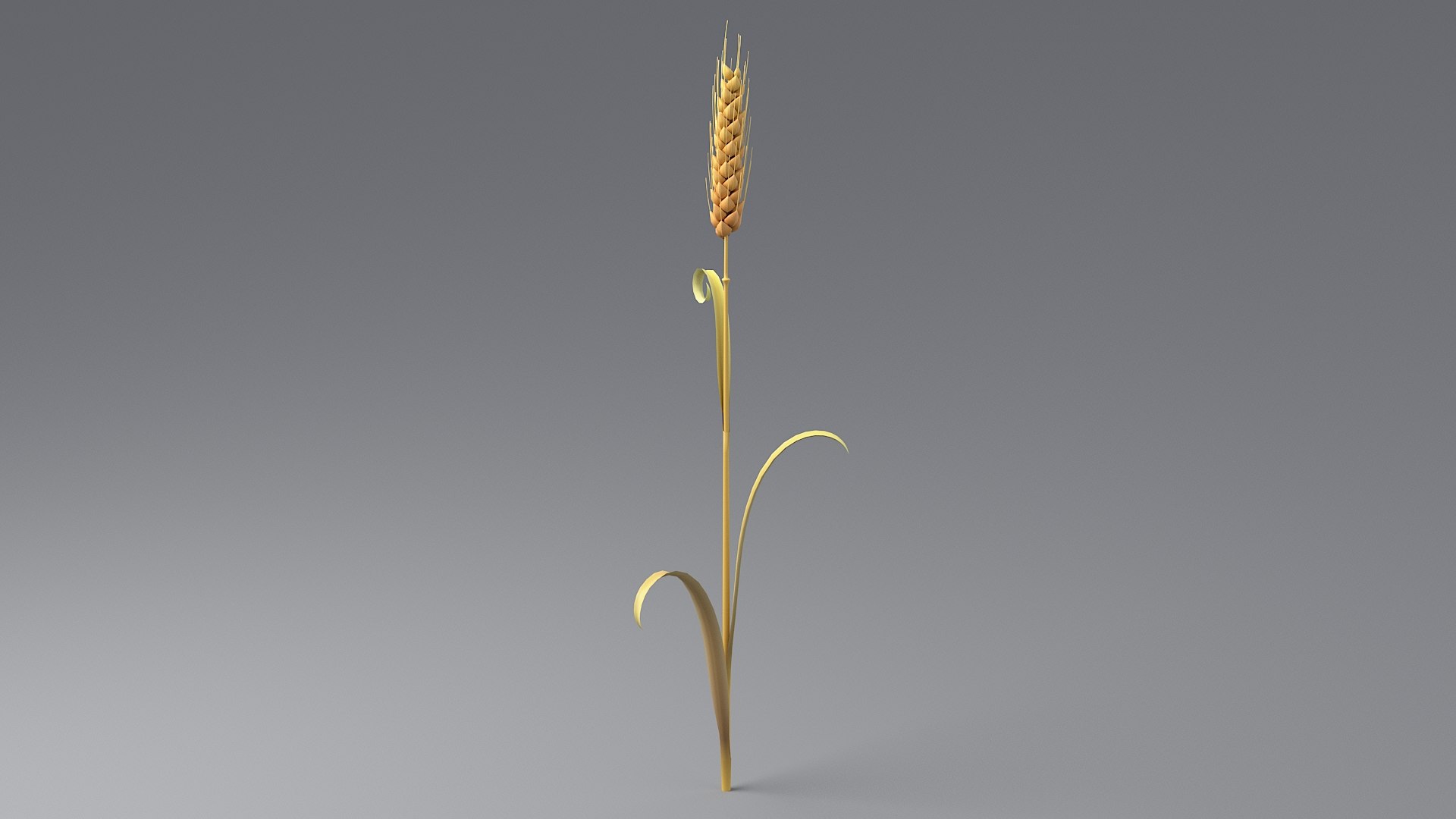 Cartoon Wheat Spikelet 02 Model - TurboSquid 2050579