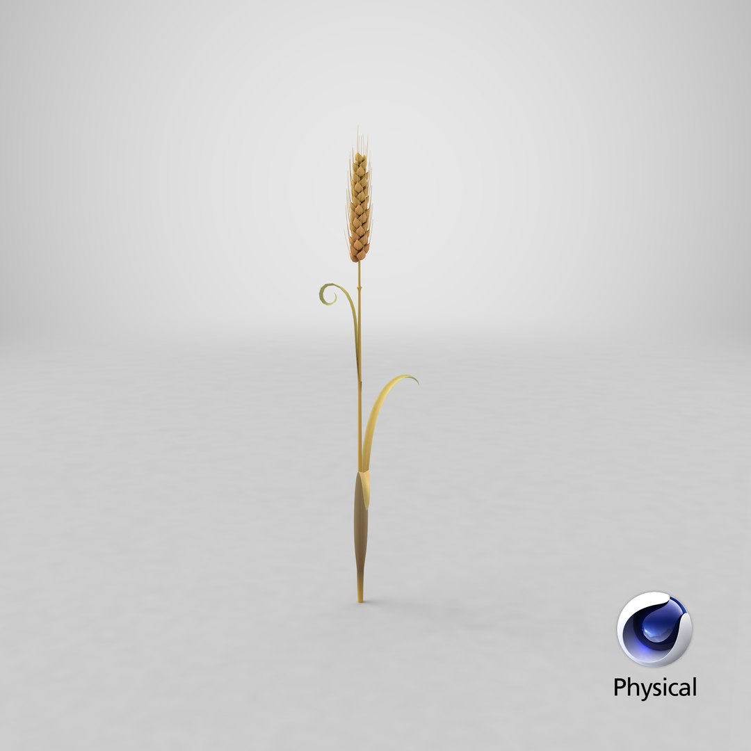 Cartoon Wheat Spikelet 02 Model - TurboSquid 2050579